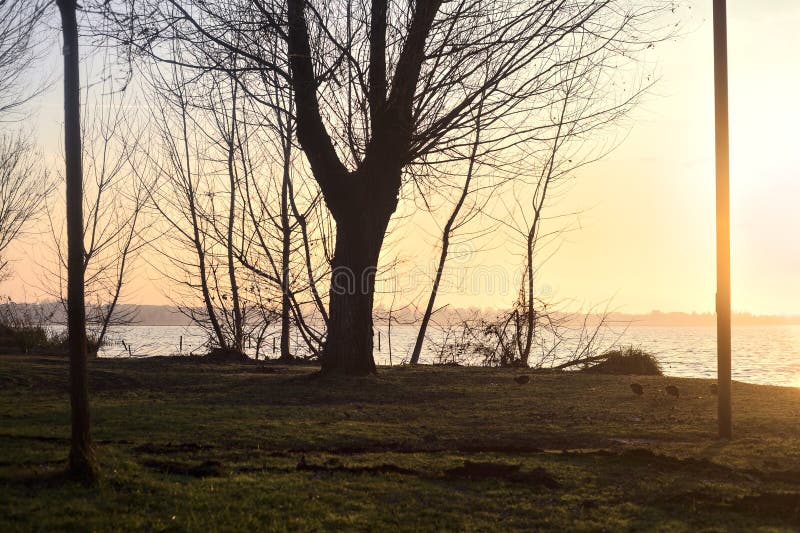 Lakeshore with Trees and Plants in Winter at Sunset Stock Image - Image ...