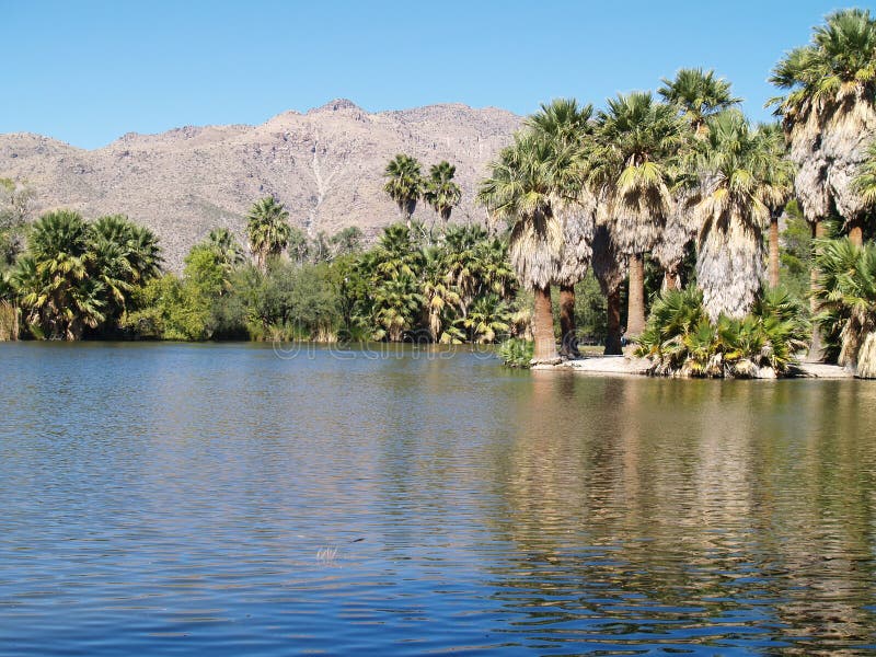 Lakeside in Arizona desert stock image. Image of palm - 3707257