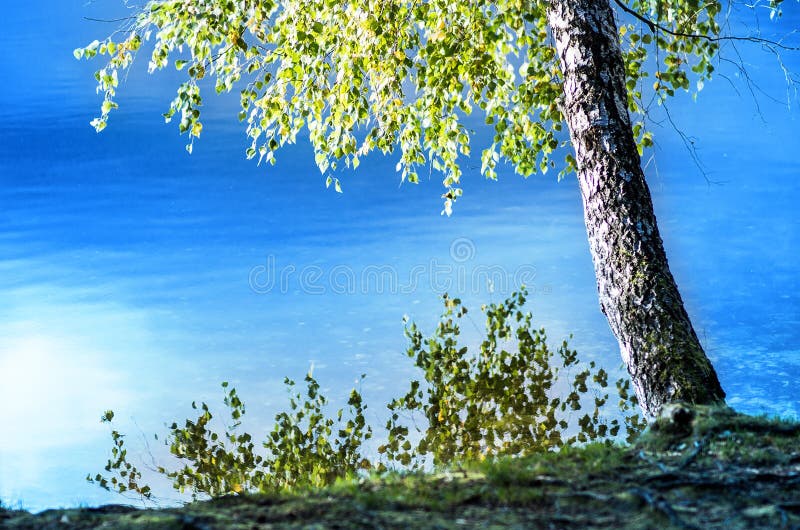 Lakeside in sun stock image. Image of blue, saplings - 36585087