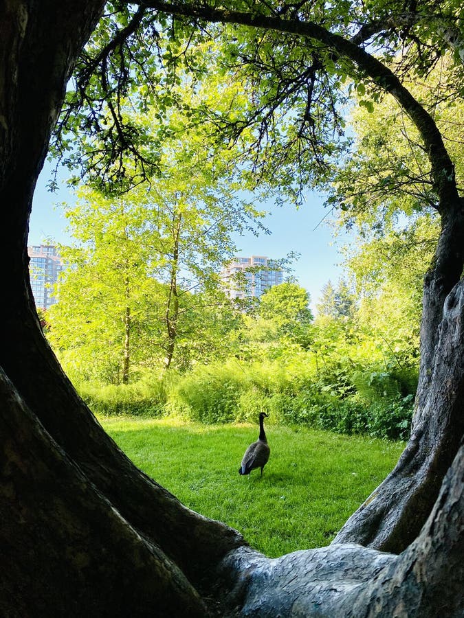 A Lost Goose stock image. Image of city, rises, goose - 220300369