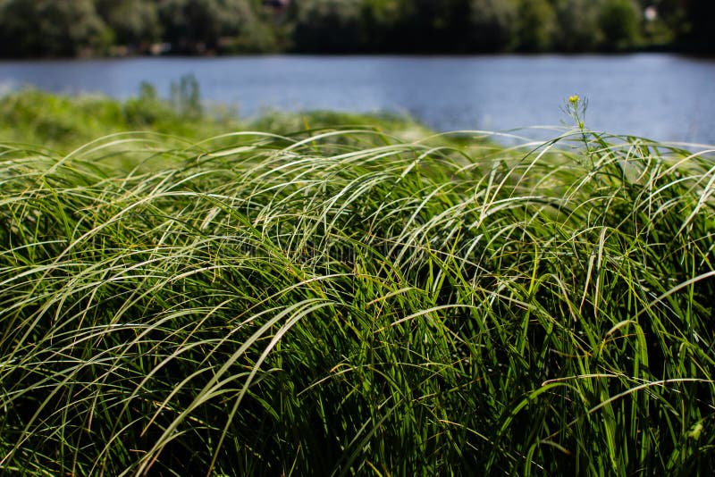 A Lakeside with Dense Grass and Tree Leaves Stock Photo - Image of ...