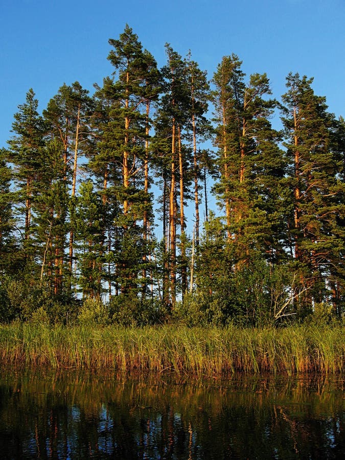 Lakeside forest stock photo. Image of illuminated, admire - 3894226