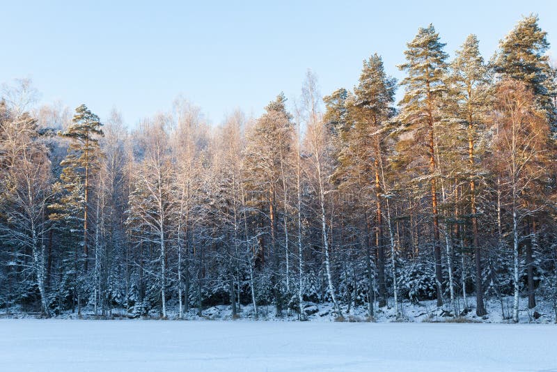 Lakeside Forest Half in Sunlight Stock Photo - Image of shadow, cold ...