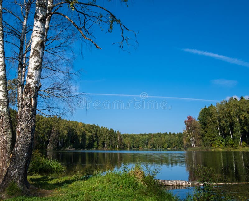 Lakeside in the forest stock photo. Image of landscape - 157650916