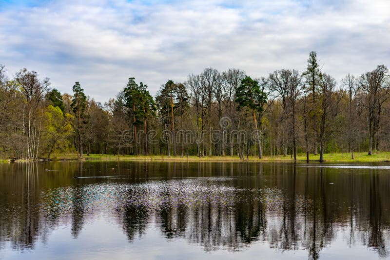 Lakeside Forest Scene with Pine Trees and Water Reflection Stock Image ...