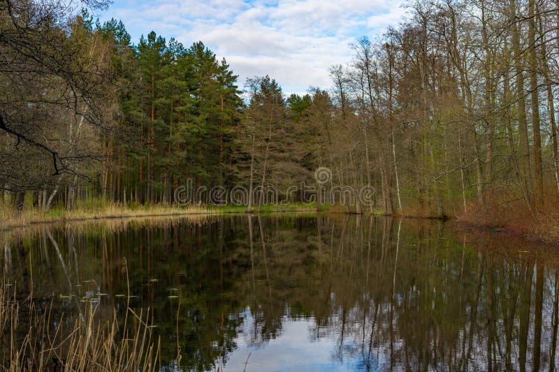 Lakeside Forest Scene with Pine Trees and Water Reflection Stock Image ...