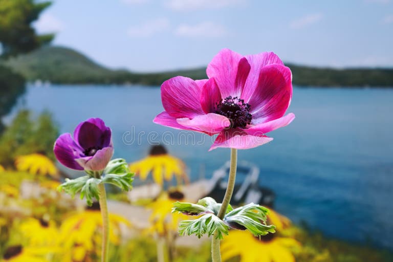 1,175 Poppy Anemones Stock Photos - Free & Royalty-Free Stock Photos ...