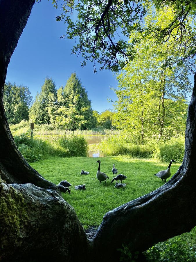 A Happy Geese Family stock image. Image of trees, geese - 220300441