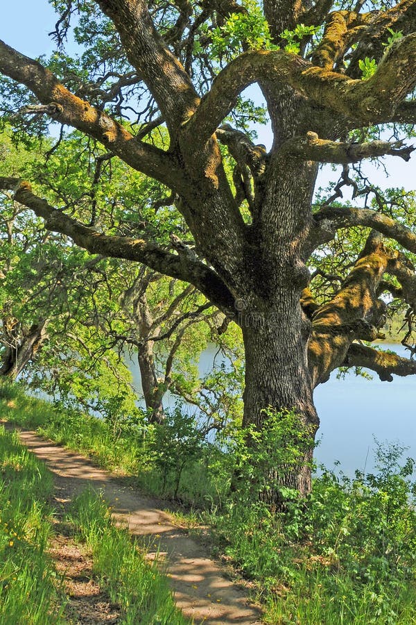 Lakeside Hiking Trail Under Oak Tree Stock Image - Image of daylight ...