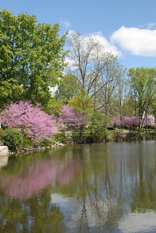 Lakeside stock photo. Image of outdoor, leaves, trees - 30990672