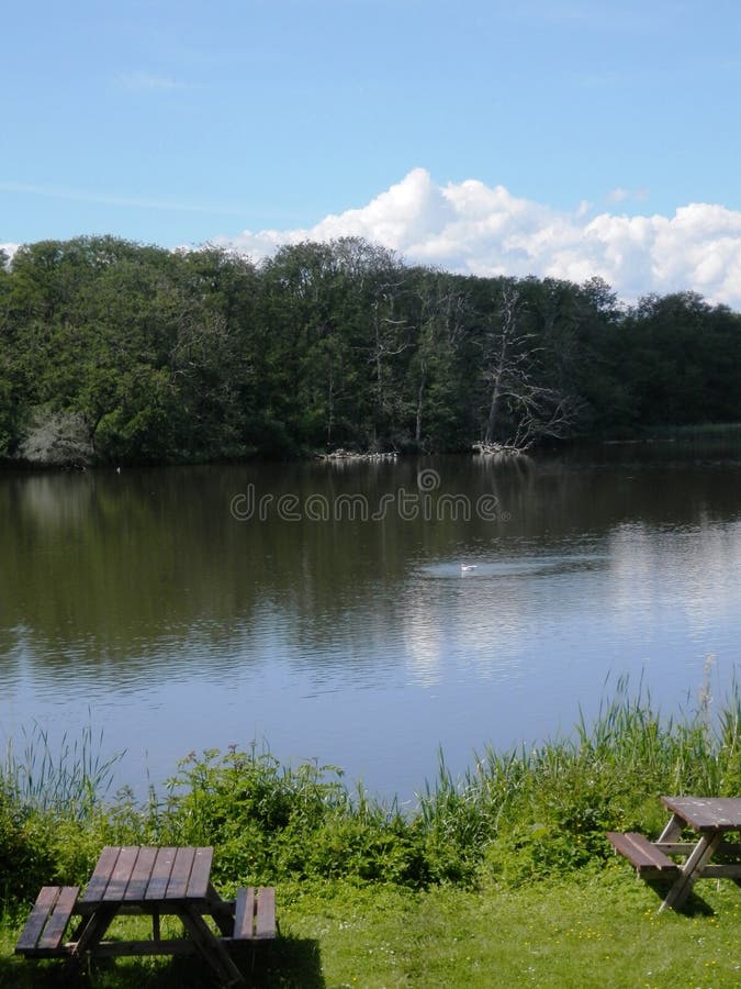 Lakeside stock photo. Image of lakeside, forrest, lake - 46746688