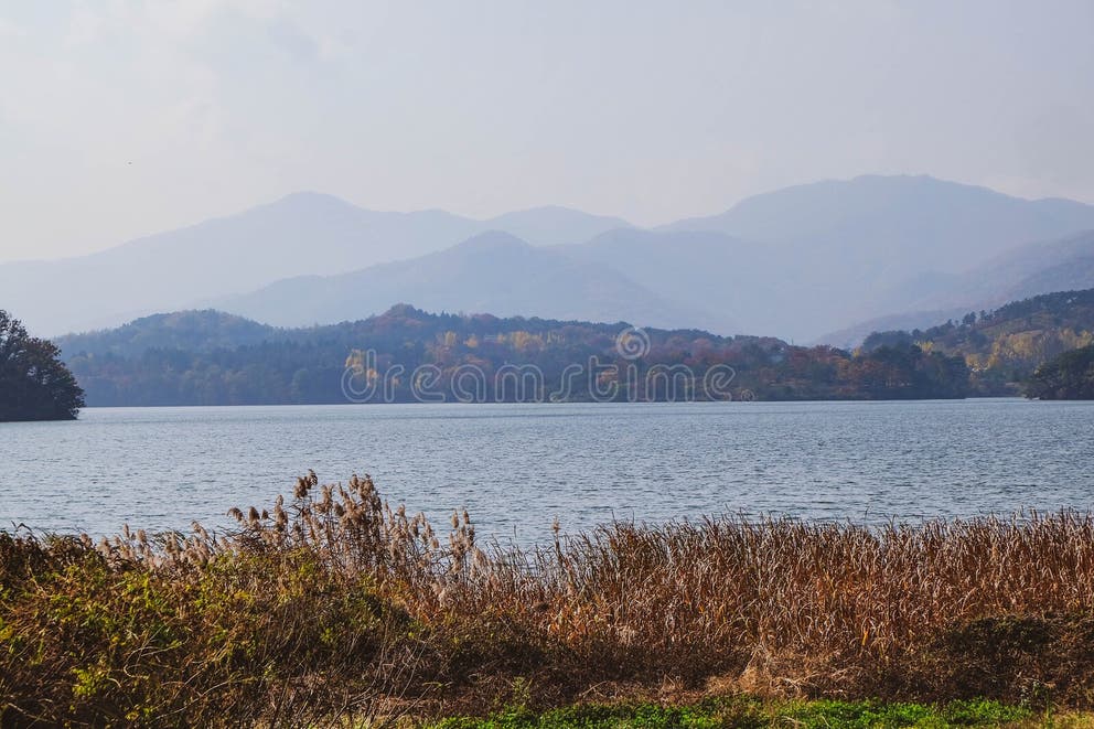 Lakeside Scenery with Silver Grass and Blue Sky Stock Image - Image of ...