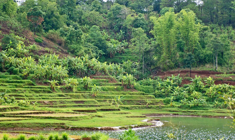 Lakeside scenery stock photo. Image of roadtrip, forest - 60290114