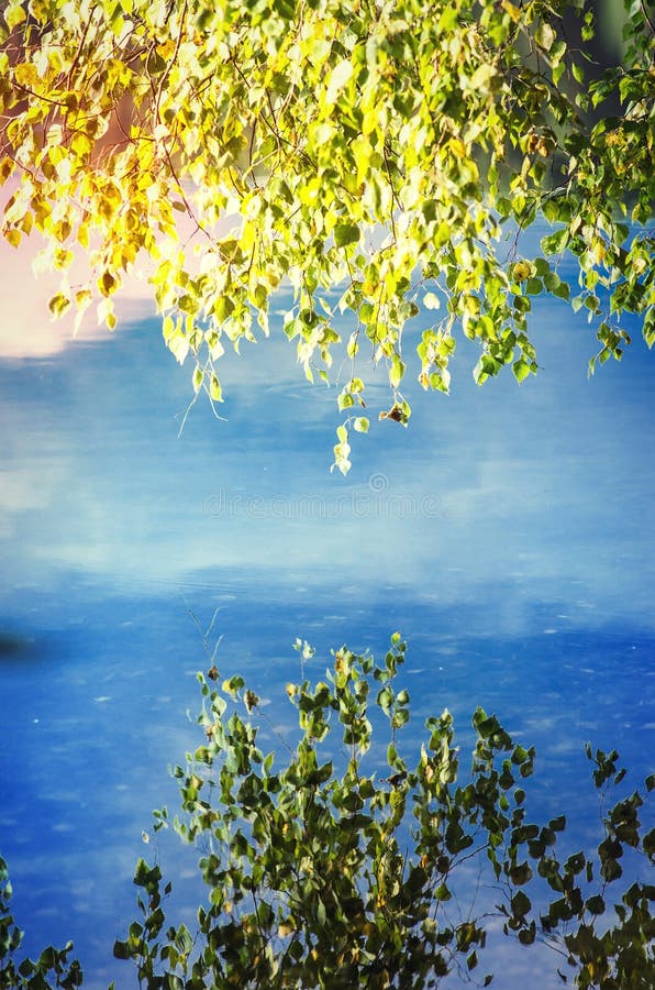 Lakeside in sun stock photo. Image of season, saplings - 36585106