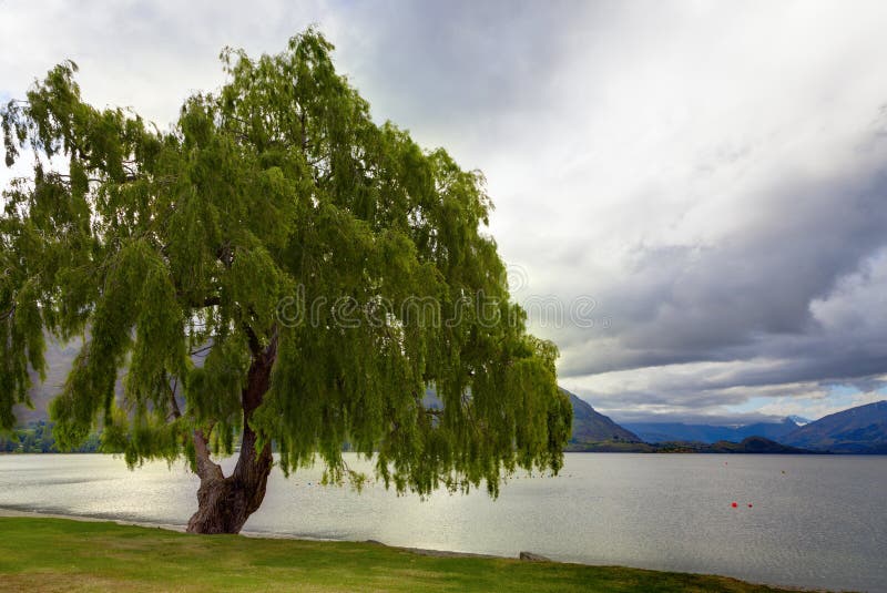 Lakeside Tree stock image. Image of outdoors, nature - 19024759