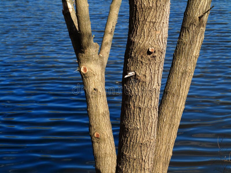 Lakeside Tree and Blue Water Stock Image - Image of shore, landscape ...