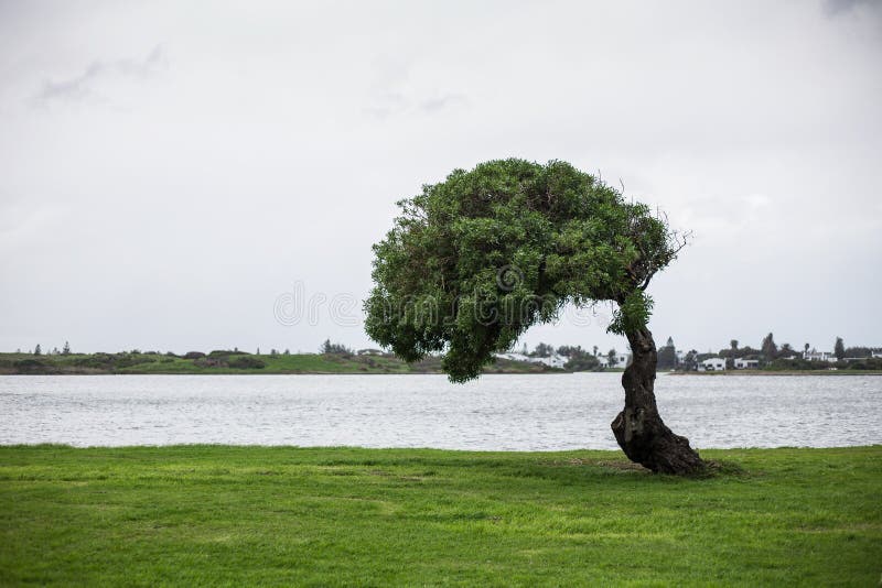 Lakeside Tree stock photo. Image of africa, grass, peaceful - 120341124