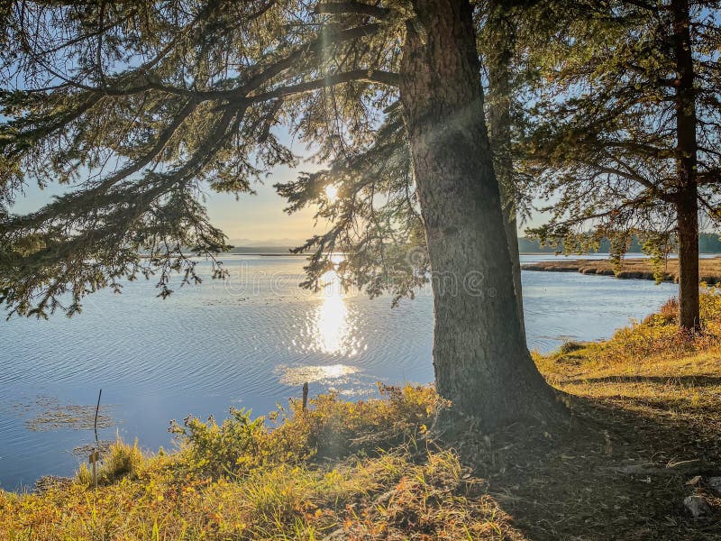 Lakeside Tree with Sunlight Reflection on Water Stock Photo - Image of ...