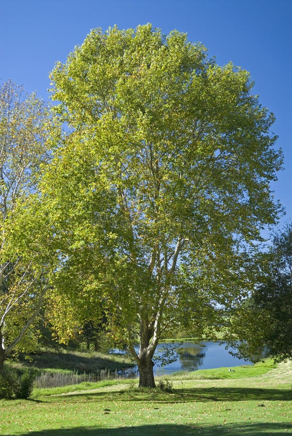 Large Black Oak Trees in Yosemite Valley Meadow Stock Image - Image of ...