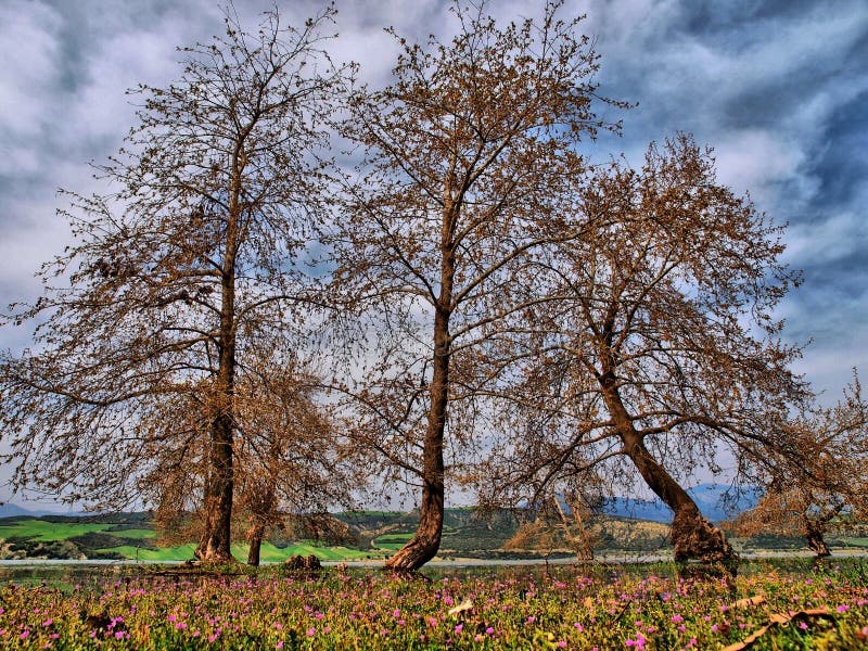 Lakeside trees stock photo. Image of rural, lake, three - 8963518