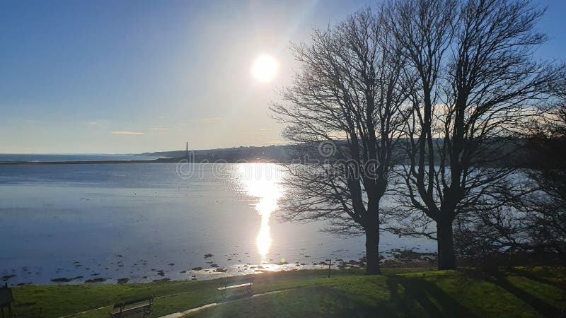 Lakeside Trees with Leafless Extensive Branches Captured Against the ...