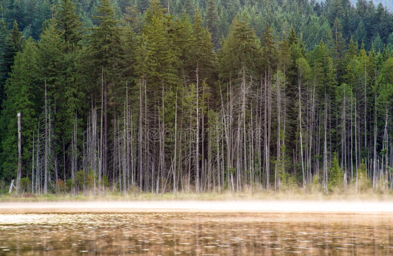 Lakeside Trees with Mist stock photo. Image of mystery - 47721980