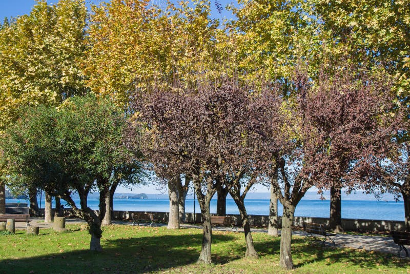 On the lakeside trees stock image. Image of green, retirees - 92592179