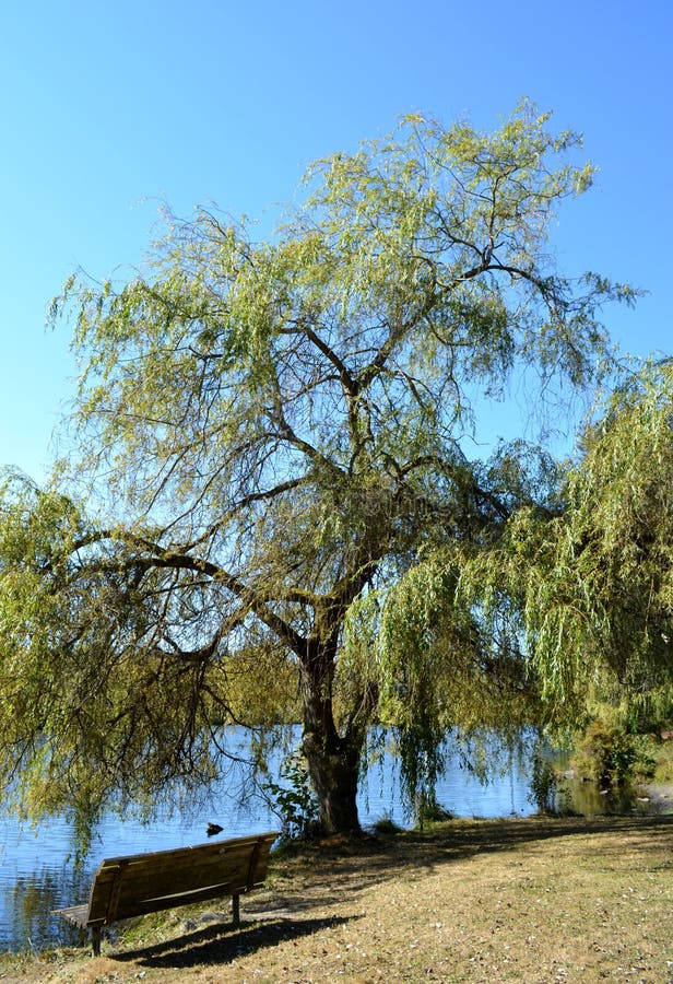Lakeside View stock image. Image of lakeshore, fall, tree - 27144461