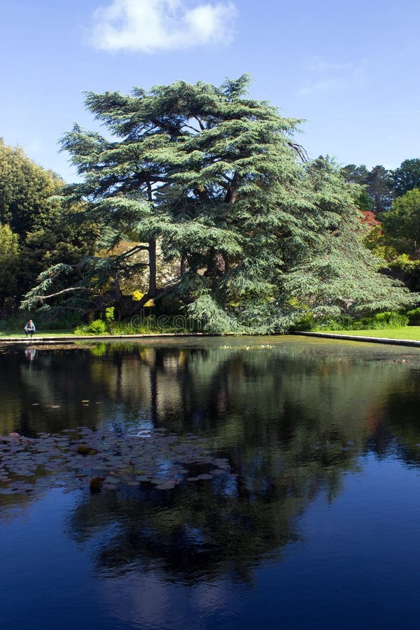 Lakeside stock image. Image of lake, florist, water, flora - 84123903