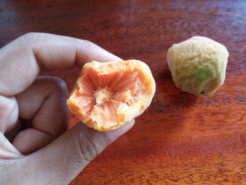 Lakoocha monkey jack fruit stock image. Image of vegetable - 51928297