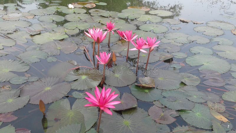 Lal saluk stock image. Image of saluk, bengal, common - 102906377