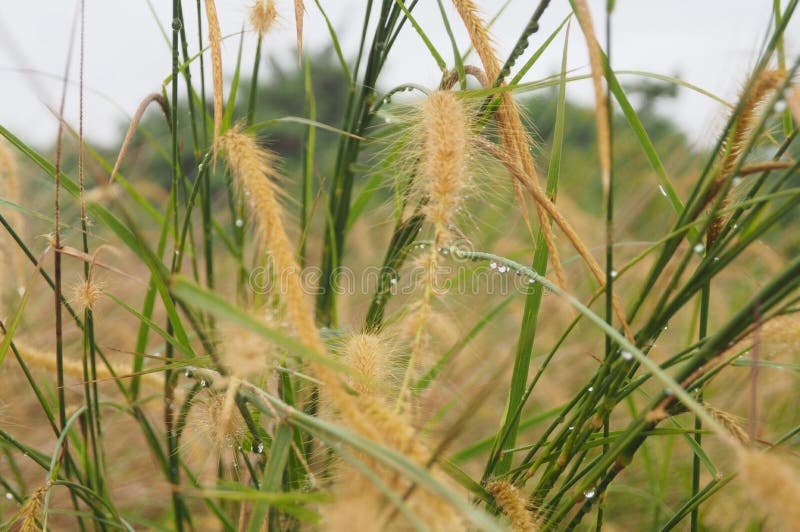 Lalang after rain stock photo. Image of lalang, landscape - 107734082