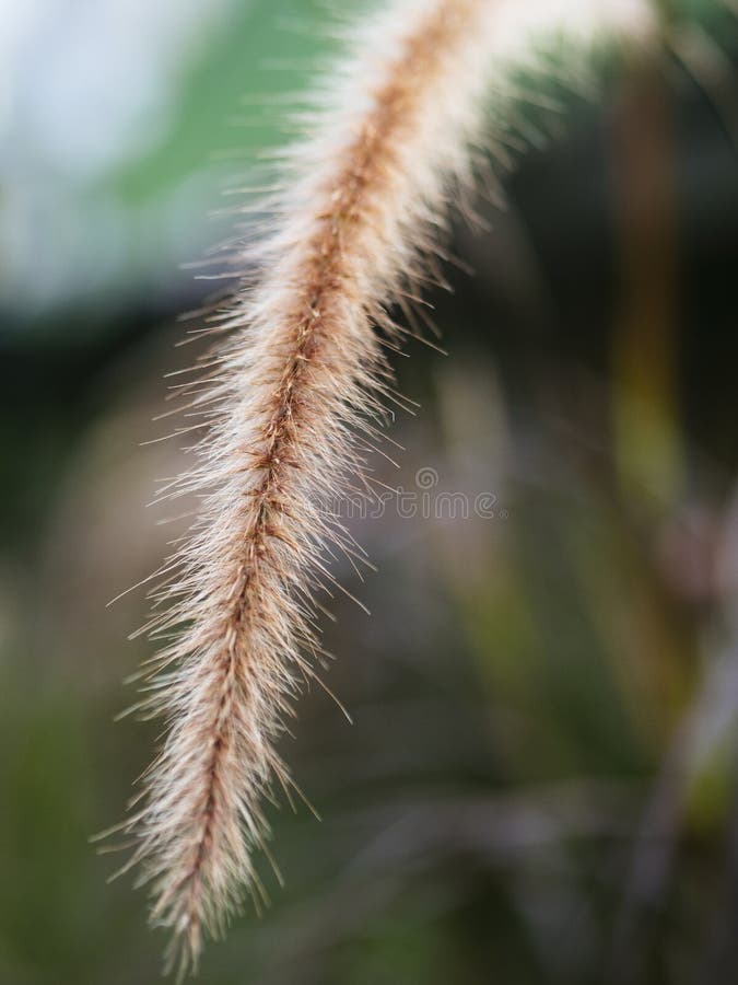 Lalang Seeds Drooping Down from Top Right Backlit Stock Photo - Image ...