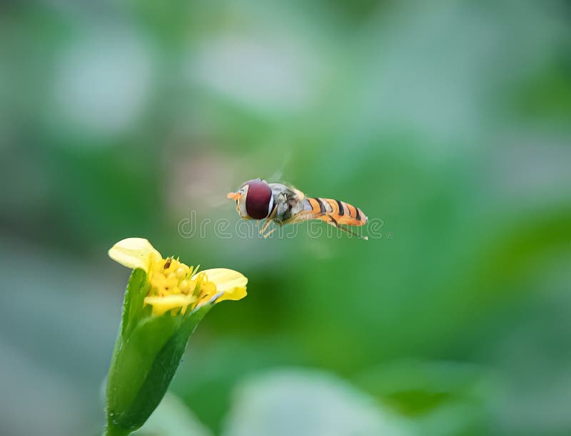 Lalat Sedang Terbang Diatas Bunga Stock Image - Image of nature, insect ...
