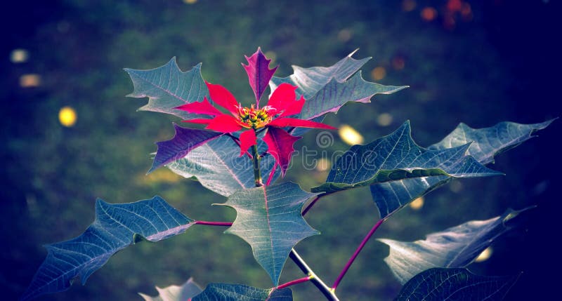 Lalupate Red Flower! stock photo. Image of view, lovely - 63095144