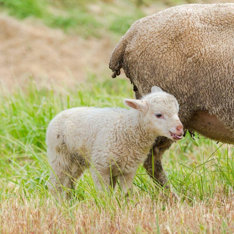 Lam stock foto. Image of leuk, naughty, weide, groen - 132679842