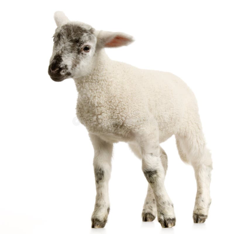 Lam stock foto. Image of wollen, onschuld, dier, jeugd - 2306806