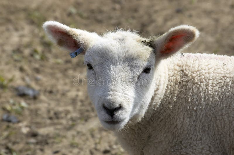 Lam stock afbeelding. Image of gebied, hoofd, schapen - 2389569