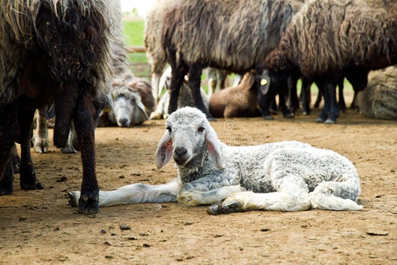 Lam stock foto. Image of leuk, land, mooi, kudde, krullend - 31110880