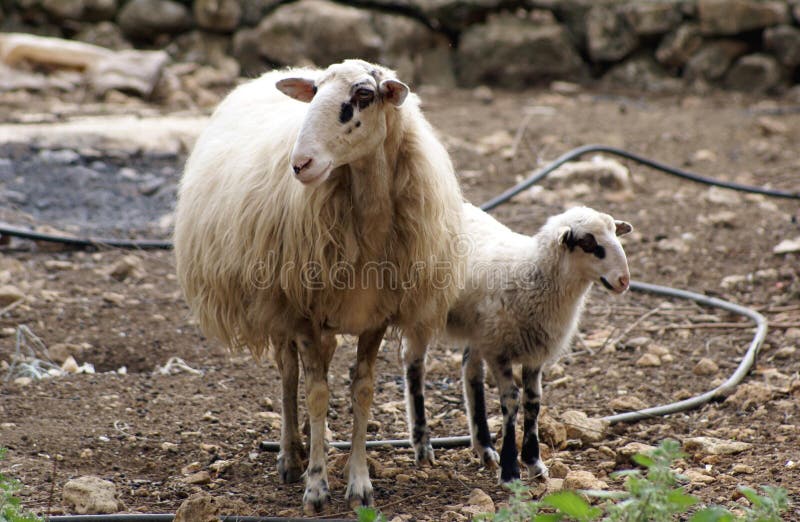 Schapen Van Een Lam En Een Ooi in Een Landbouwgrond Stock Foto - Image ...
