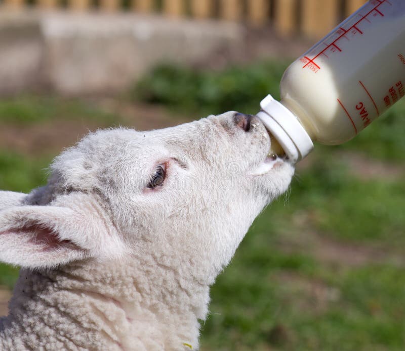 Lam Het Voeden Van Een Fles Stock Foto - Image of landbouw, vlooien ...