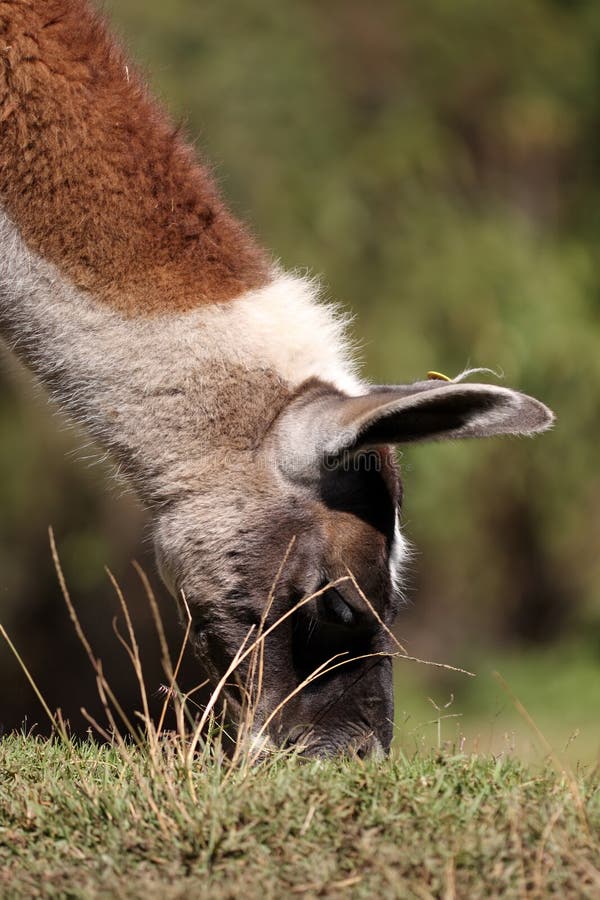 Lama stock image. Image of lama, landscape, nature, mammal - 11608335