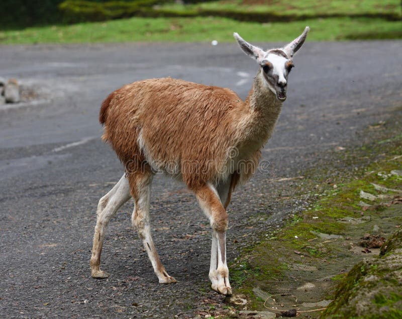 Lama stock photo. Image of animal, lama, neck, staring - 14952082