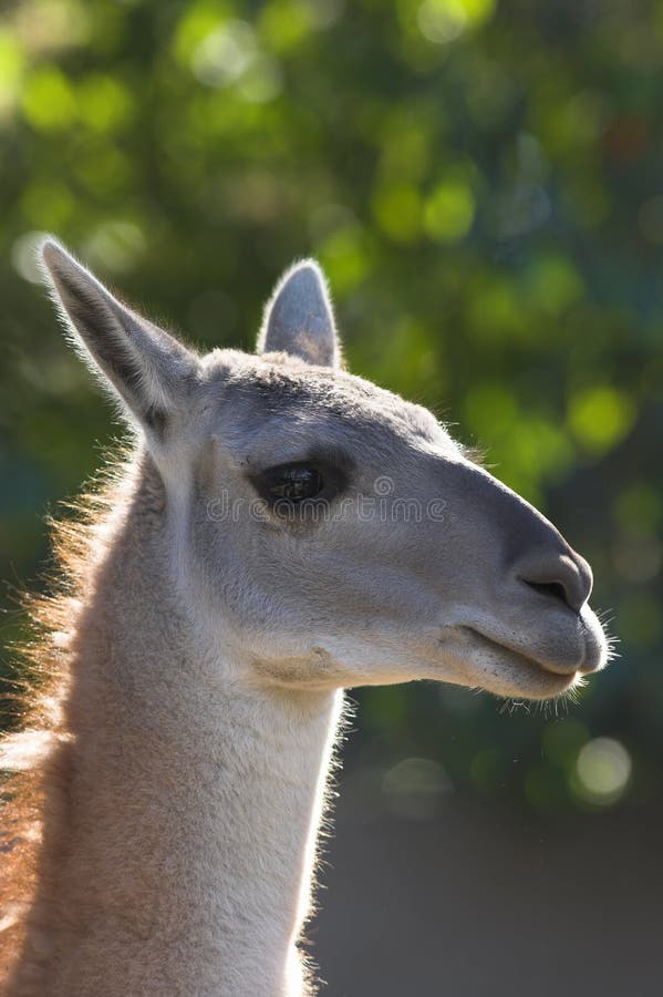 Lama stock photo. Image of rural, ecology, altiplano, lama - 1629514