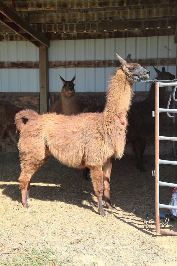 Lama stock image. Image of attentive, outdoors, sensitive - 20264059