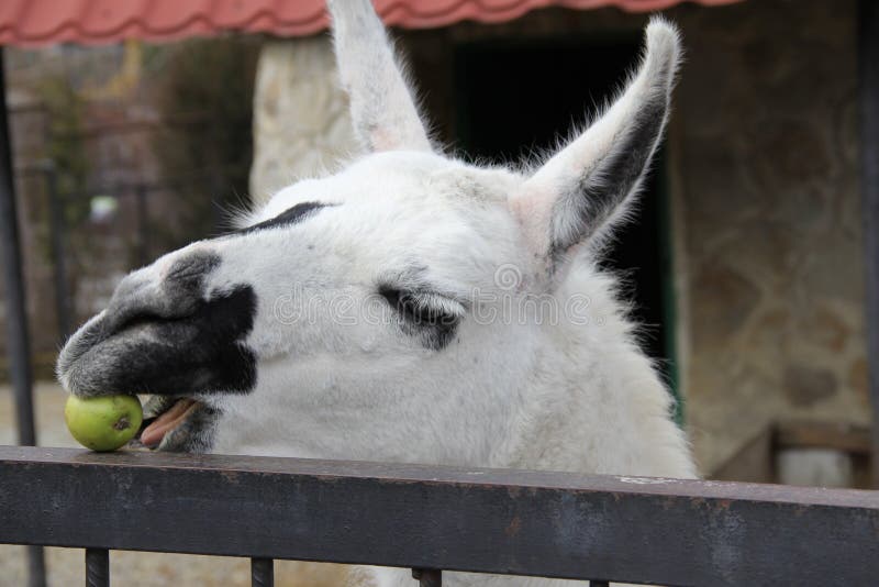 Hungry Lama Stock Photos - Free & Royalty-Free Stock Photos from Dreamstime
