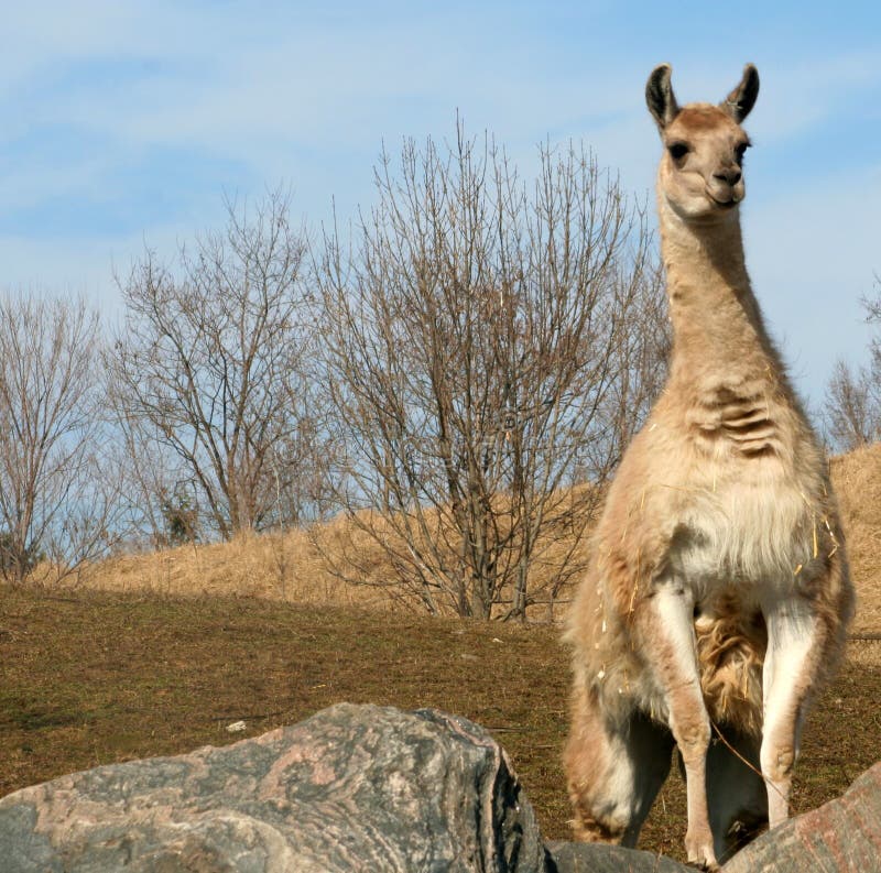 Lama stock image. Image of american, beast, animal, beige - 2453383