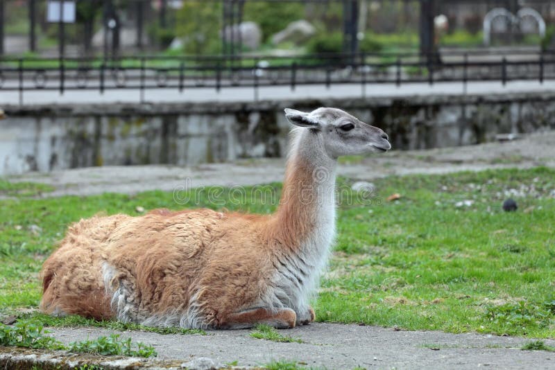 Lama stock foto. Image of lucht, bijlage, open, dierentuin - 33672464
