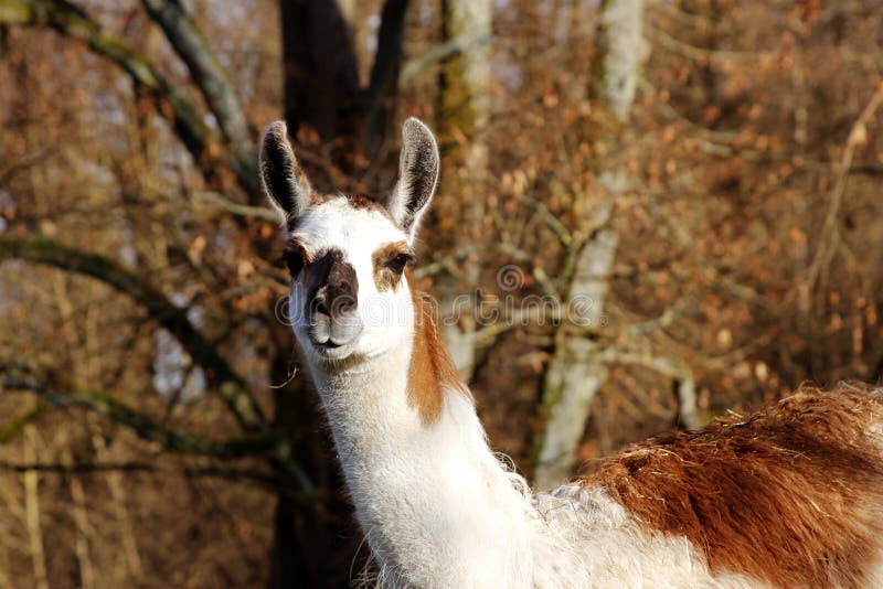 Profil de lama image stock. Image du hautain, tony, profil - 1493053