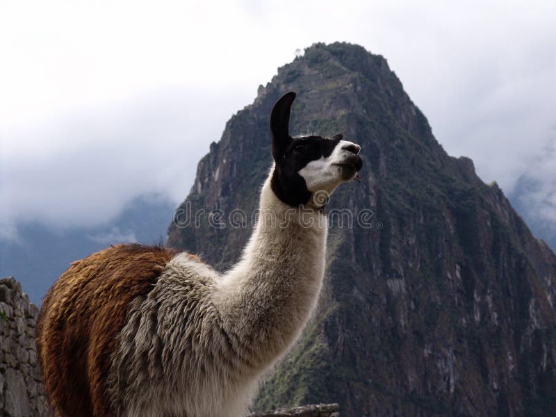 Lama laineux image stock. Image du tête, yeux, cheveu - 15080291